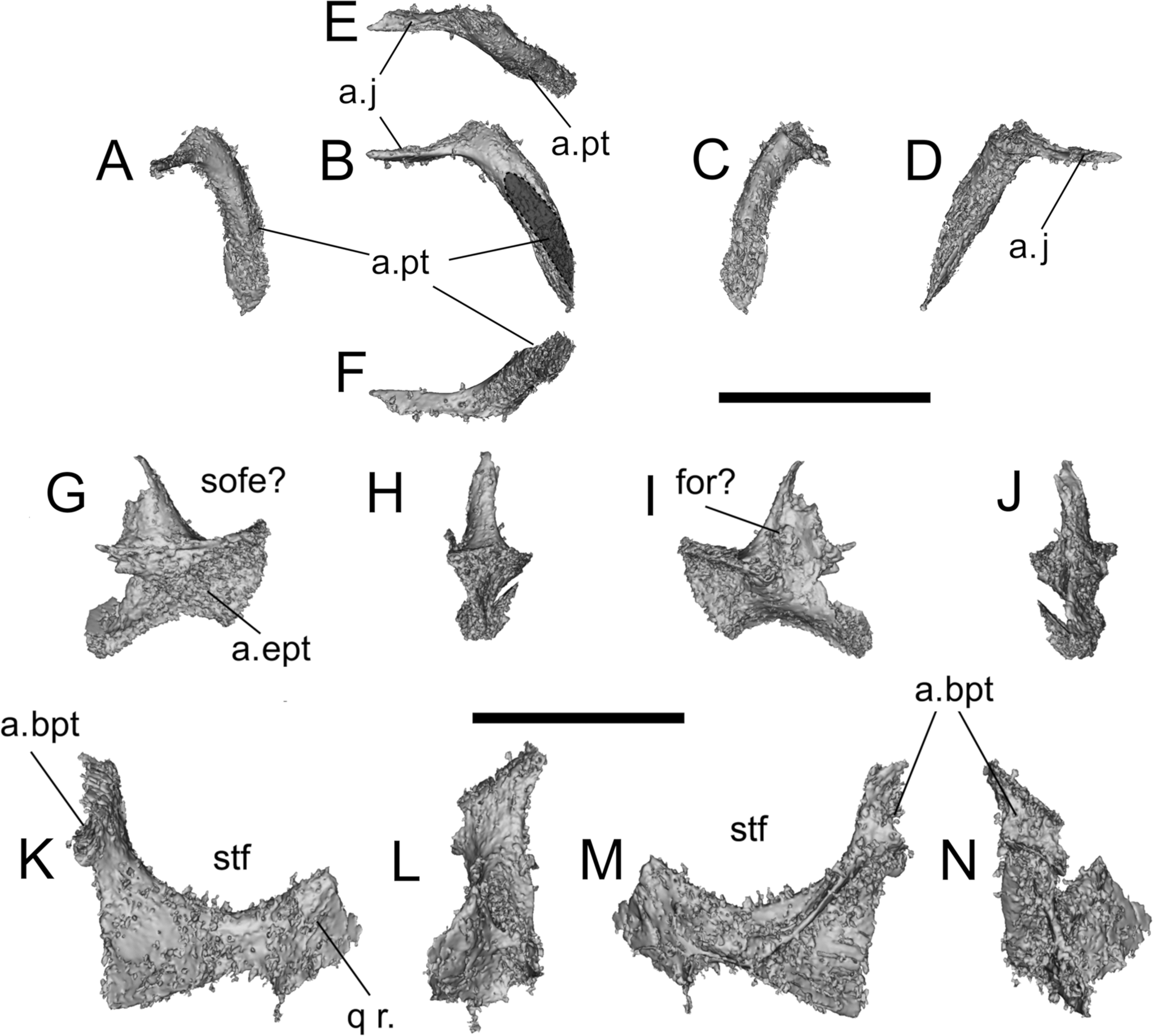 Revision of Erpetosuchus (Archosauria: Pseudosuchia) and new ...