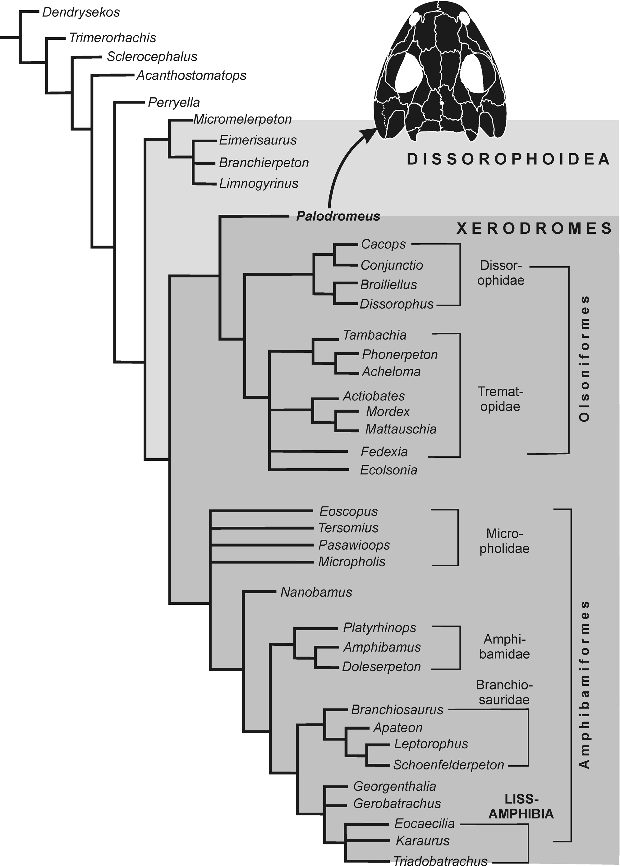 A new dissorophoid temnospondyl from the Allegheny Group (late ...