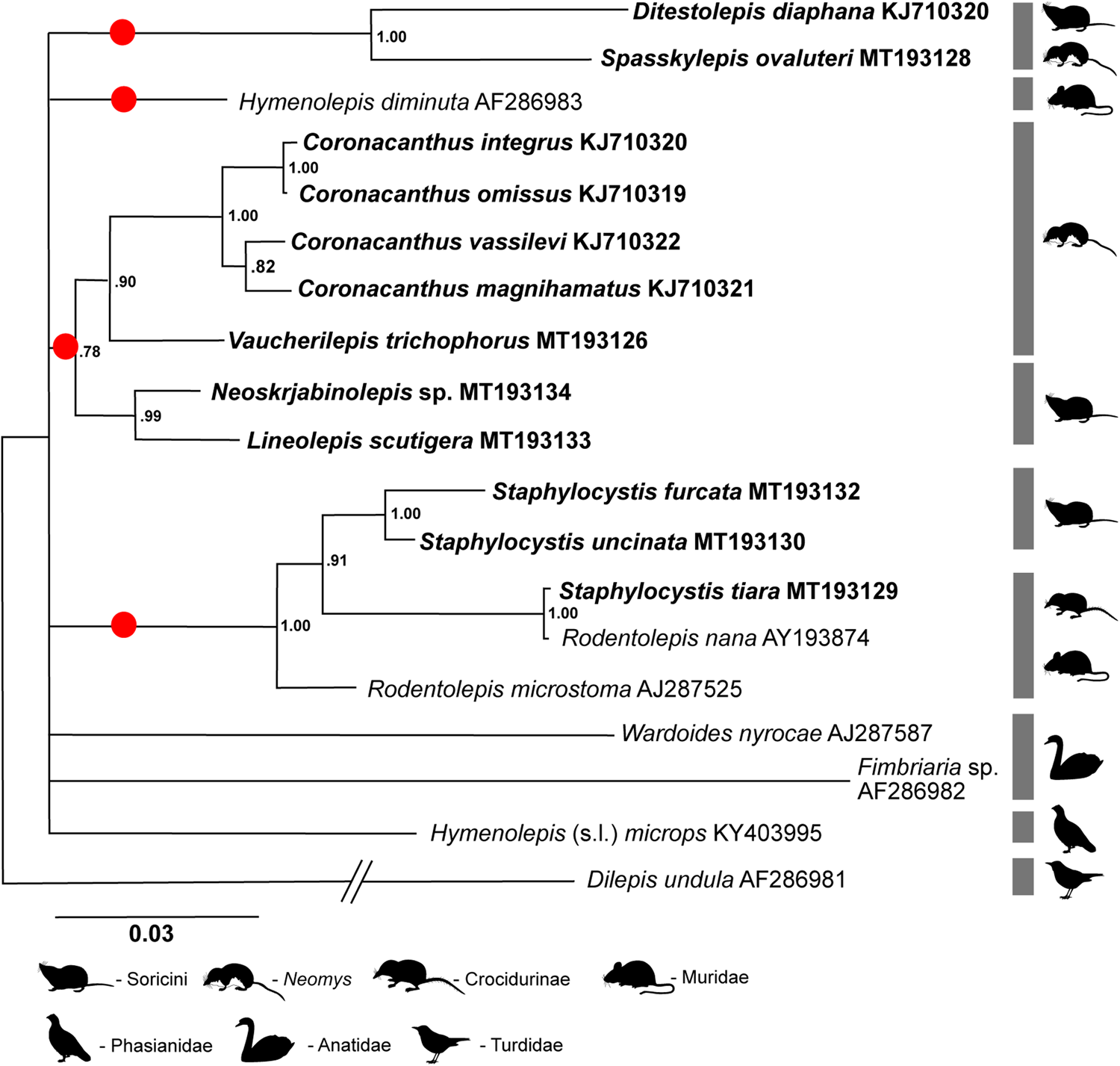 Phylogeny of hymenolepidids (Cestoda: Cyclophyllidea) from mammals ...