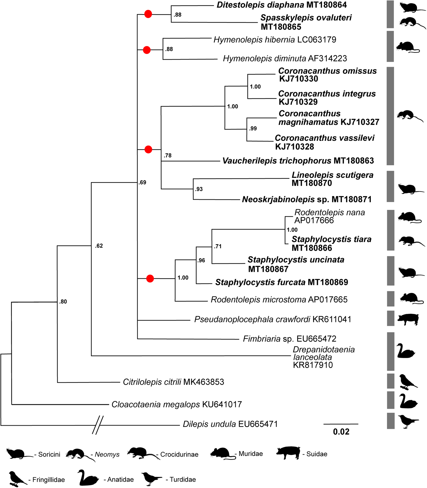 Phylogeny of hymenolepidids (Cestoda: Cyclophyllidea) from mammals ...