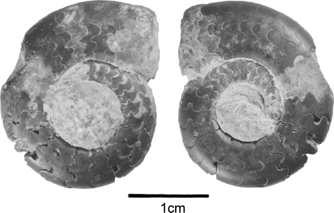 A new ammonite from the Penarth Group, South Wales and the base of the ...
