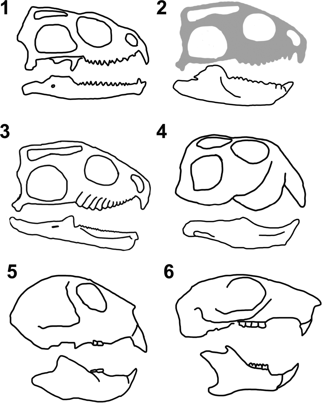 New sphenodontian (Reptilia: Lepidosauria) from a novel Late Triassic ...