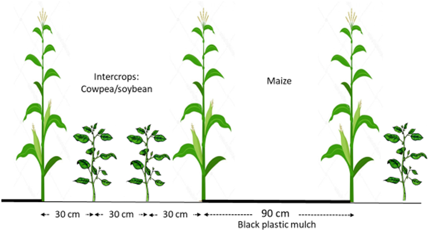Evaluation of maize-based intercropping on runoff, soil loss, and yield ...