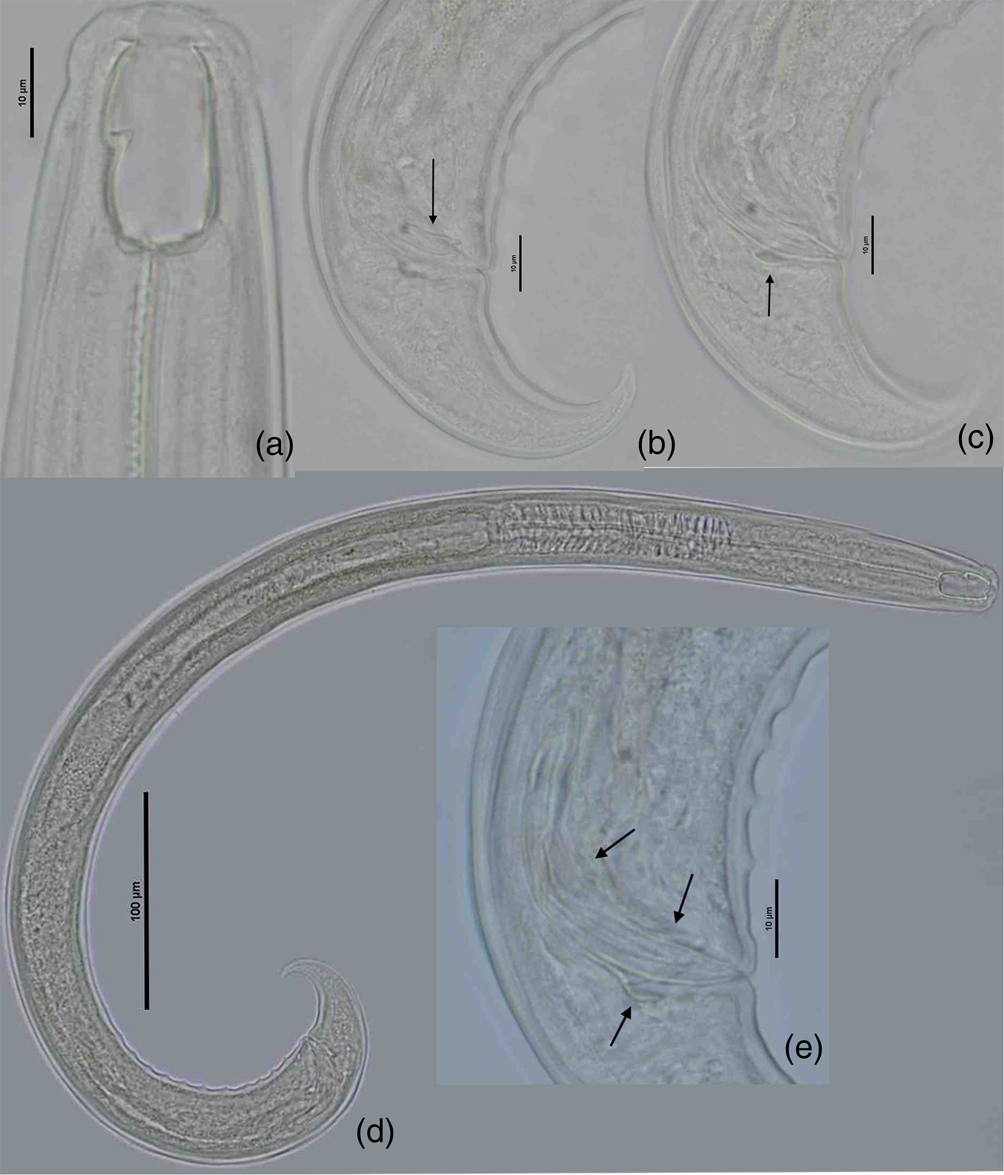 Description of a new species Coomansus batxatensis (Mononchida ...