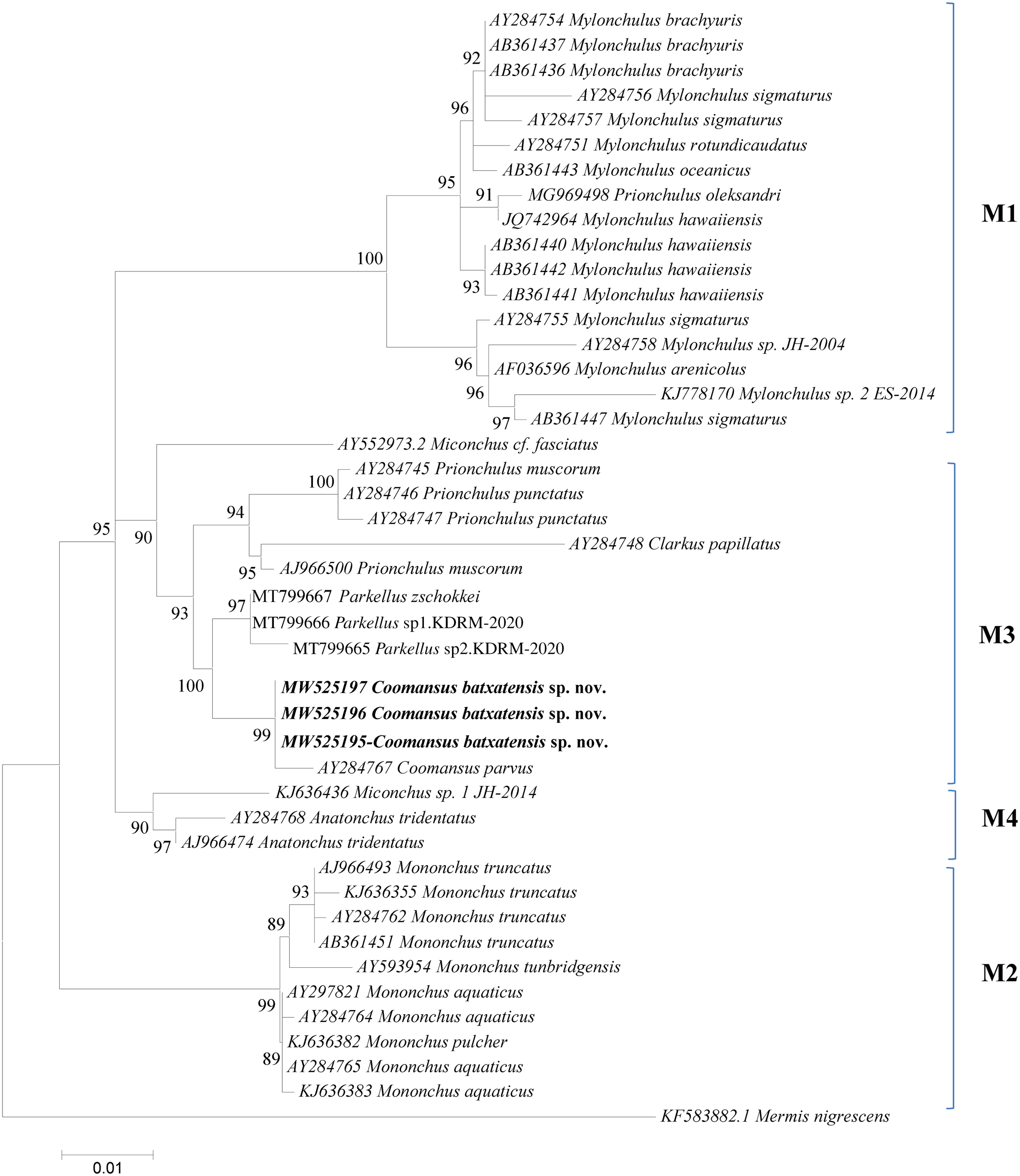 Description of a new species Coomansus batxatensis (Mononchida ...