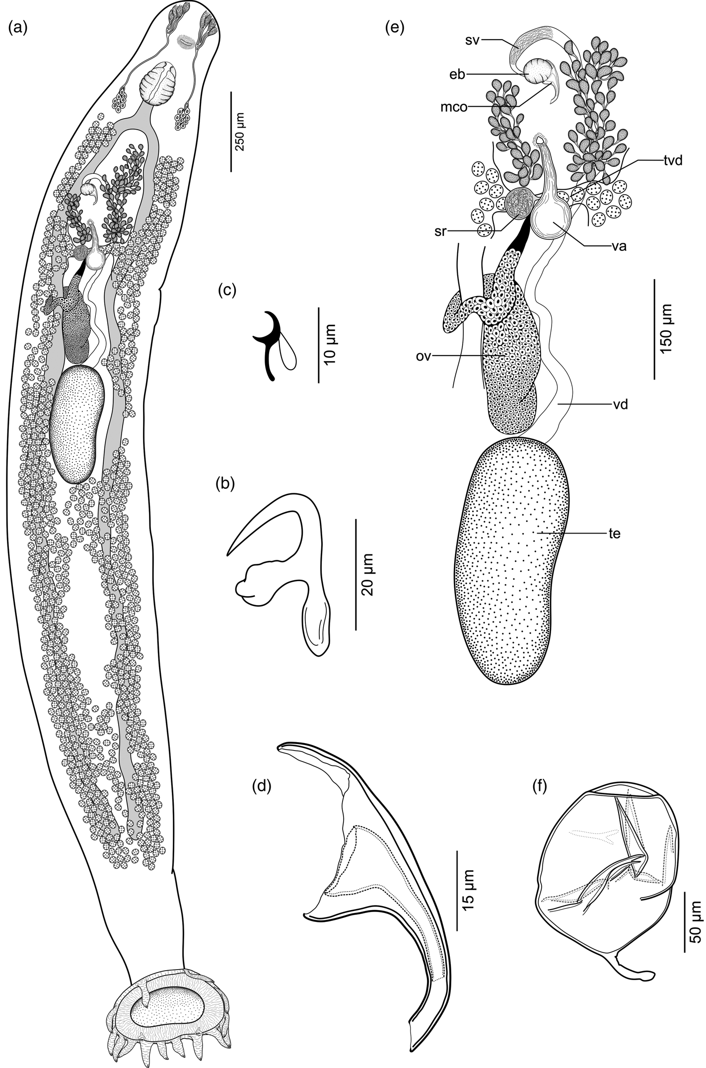 A new species of Loimopapillosum Hargis, 1955 (Monogenea: Monocotylidae ...