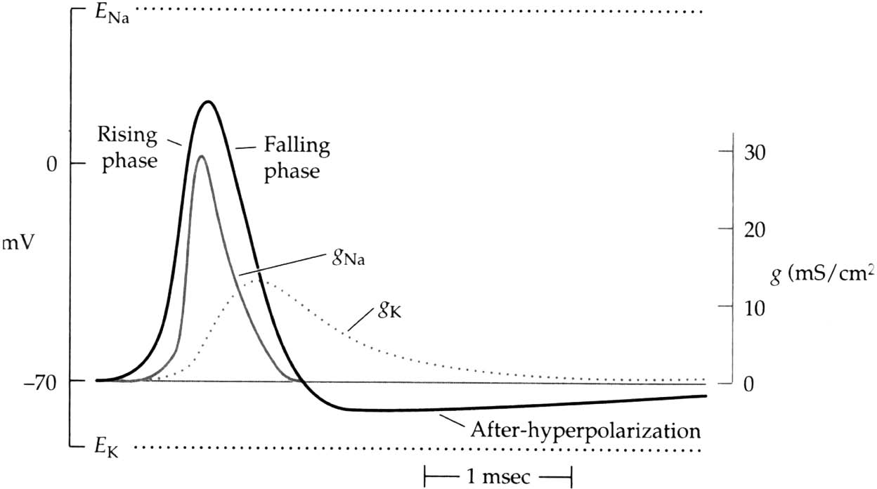 Physical Law and Mechanistic Explanation in the Hodgkin and Huxley ...