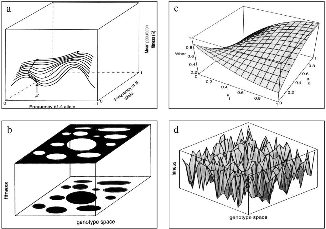 The Heuristic Role of Sewall Wright's 1932 Adaptive Landscape Diagram ...