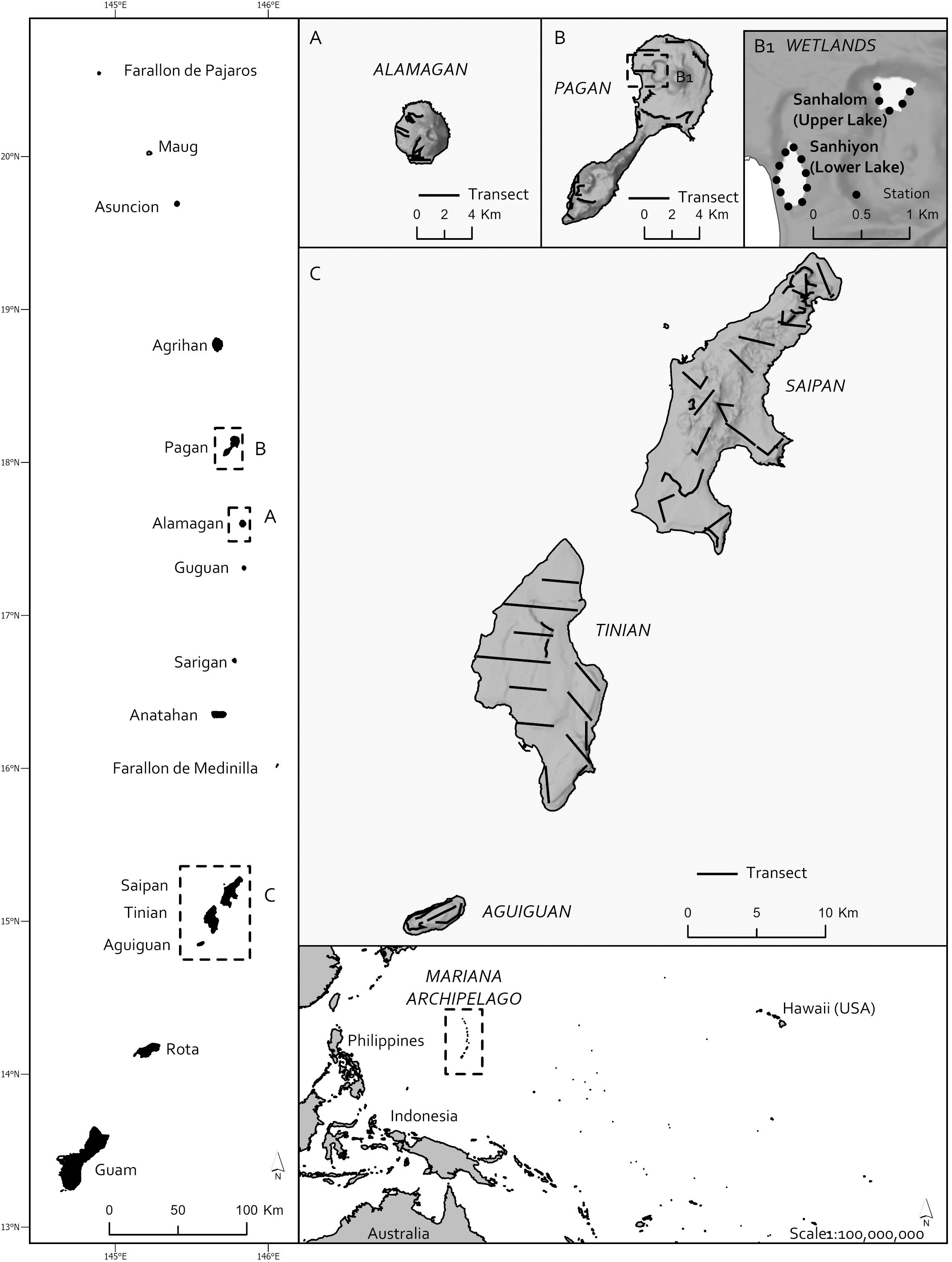 Status of endemic reed-warblers of the Mariana Islands, with emphasis ...