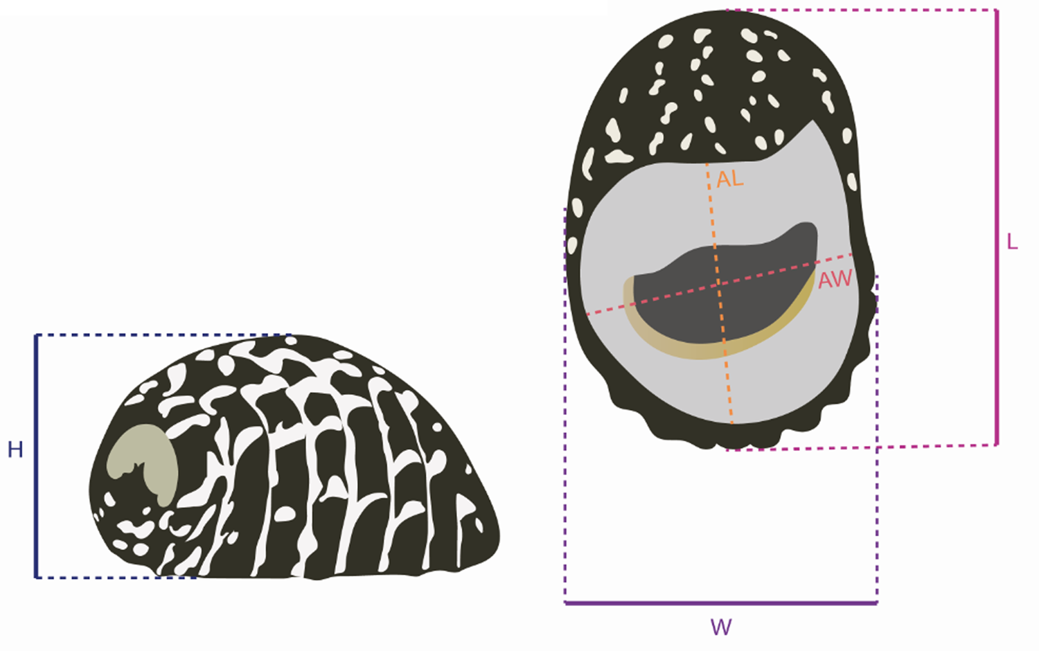 Shell morphometric ratios as a tool for taxonomic determination in ...