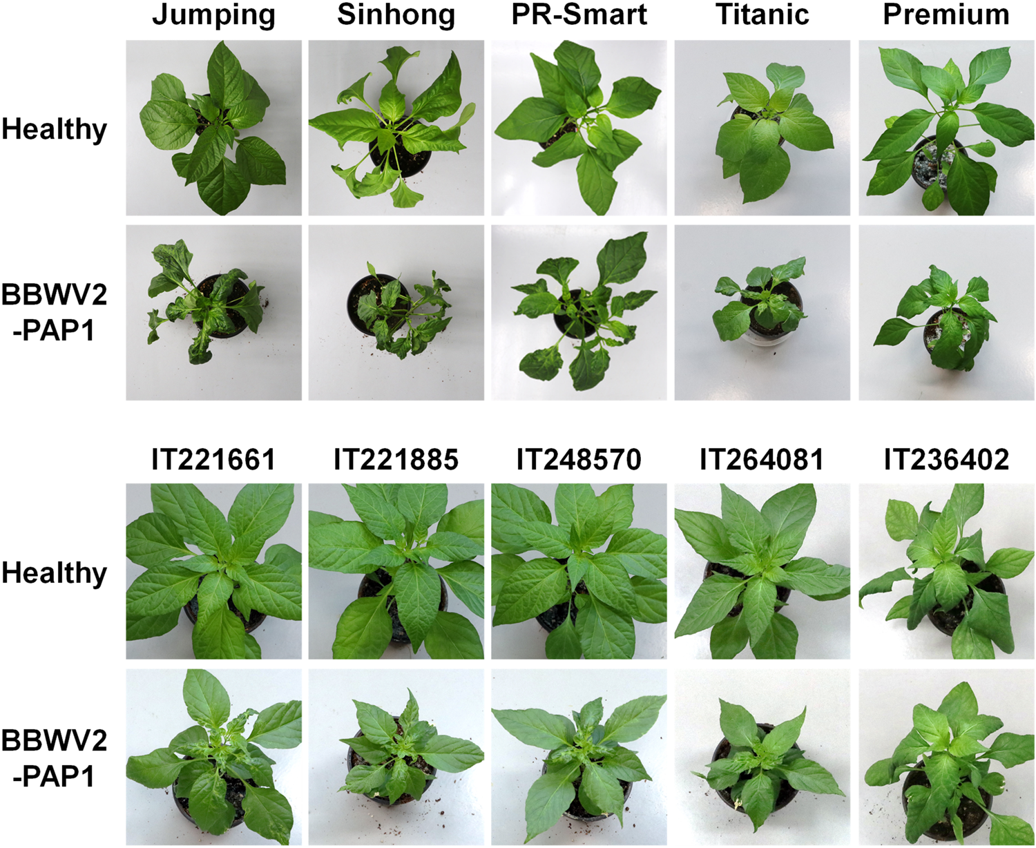 Screening for pathotype-specific resistance to broad bean wilt virus 2 ...
