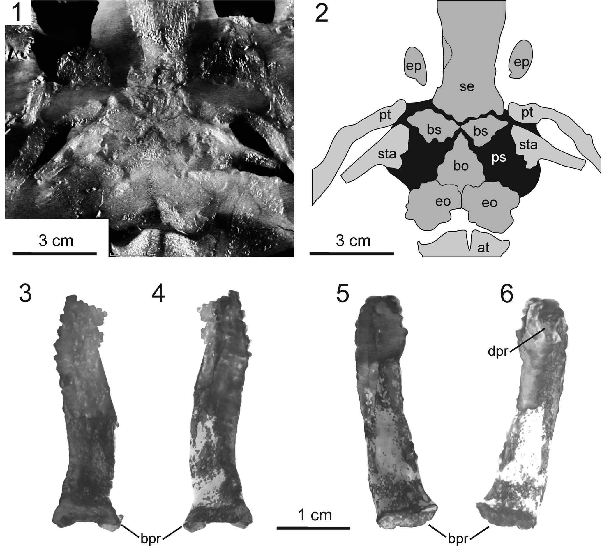 A new species of Sclerocephalus with a fully ossified endocranium gives ...