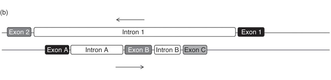 The Devolution of the Gene Concept (Chapter 3) - Understanding Genes