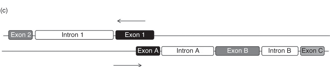 The Devolution of the Gene Concept (Chapter 3) - Understanding Genes
