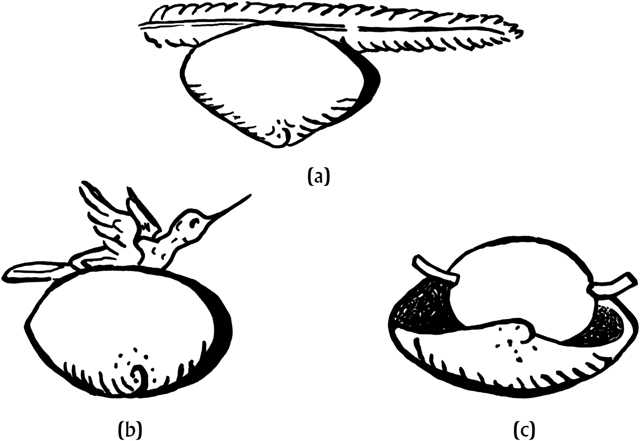 THE OLMEC SPOON RECONSIDERED: MATERIAL MEANINGS OF JADE, NACREOUS ...