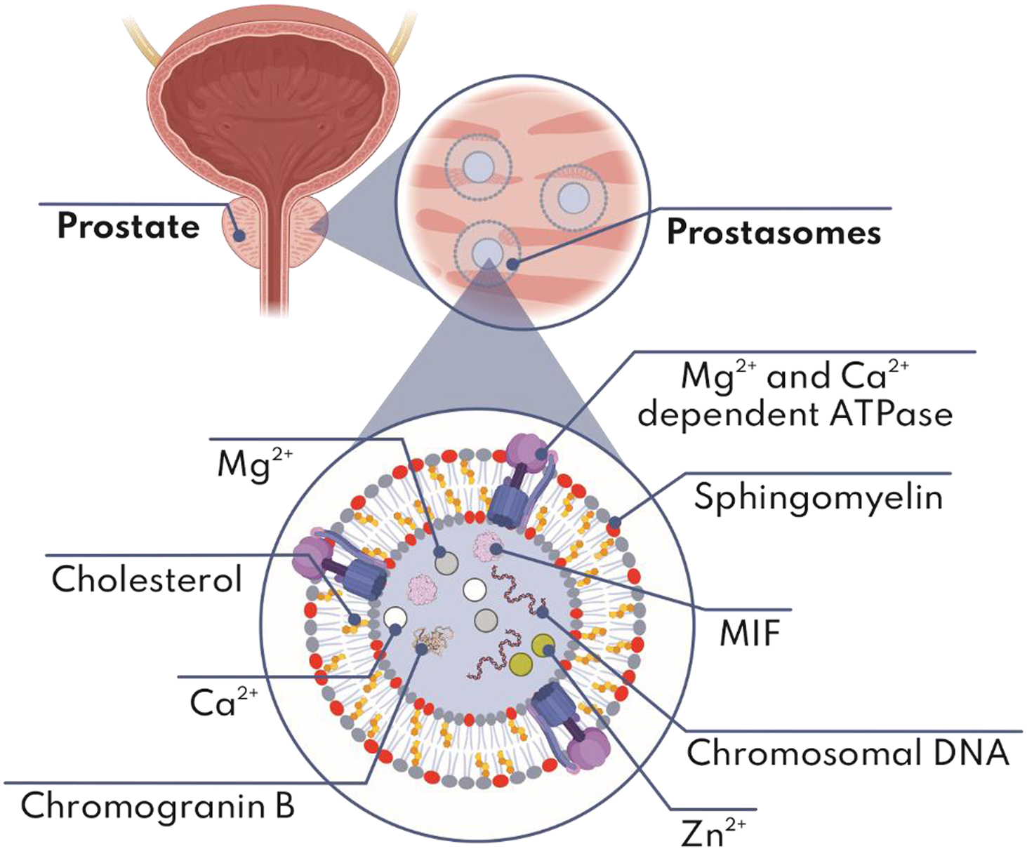 Extracellular vesicles in mammalian reproduction: a review | Zygote ...