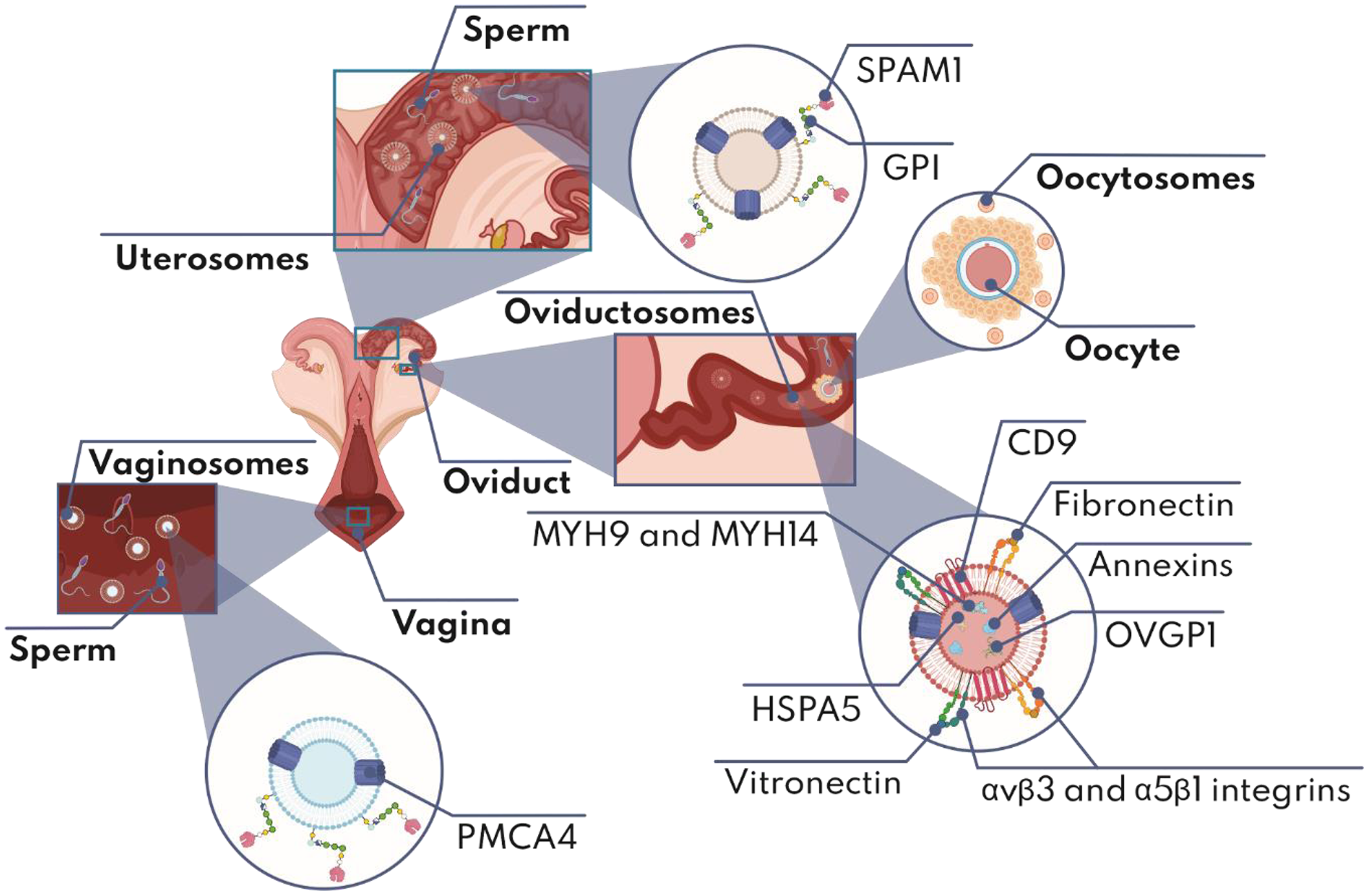 Extracellular vesicles in mammalian reproduction: a review | Zygote ...