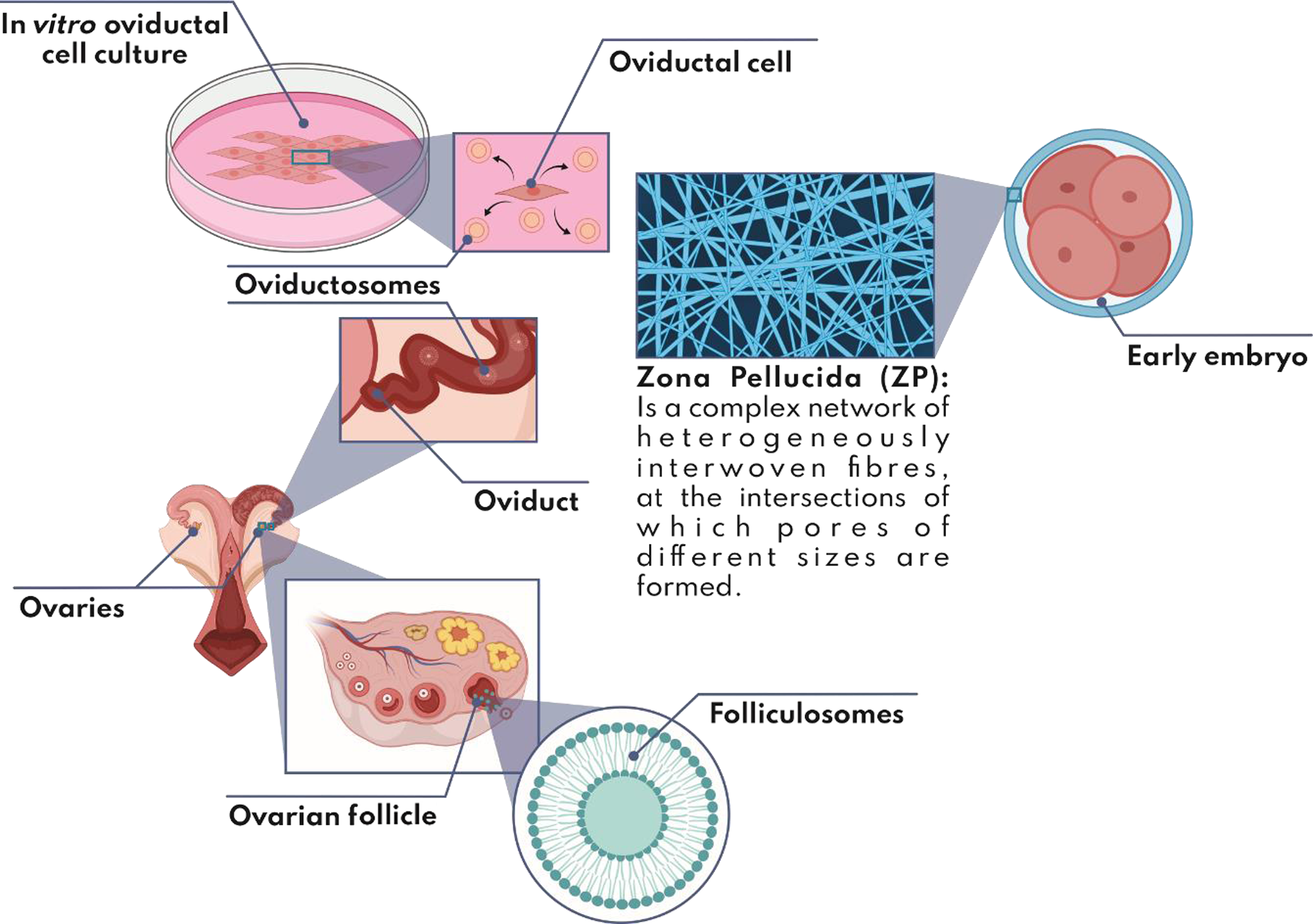 Extracellular vesicles in mammalian reproduction: a review | Zygote ...