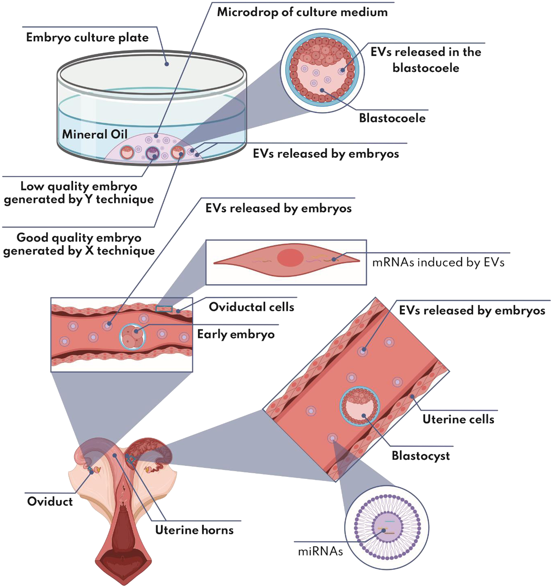 Extracellular vesicles in mammalian reproduction: a review | Zygote ...