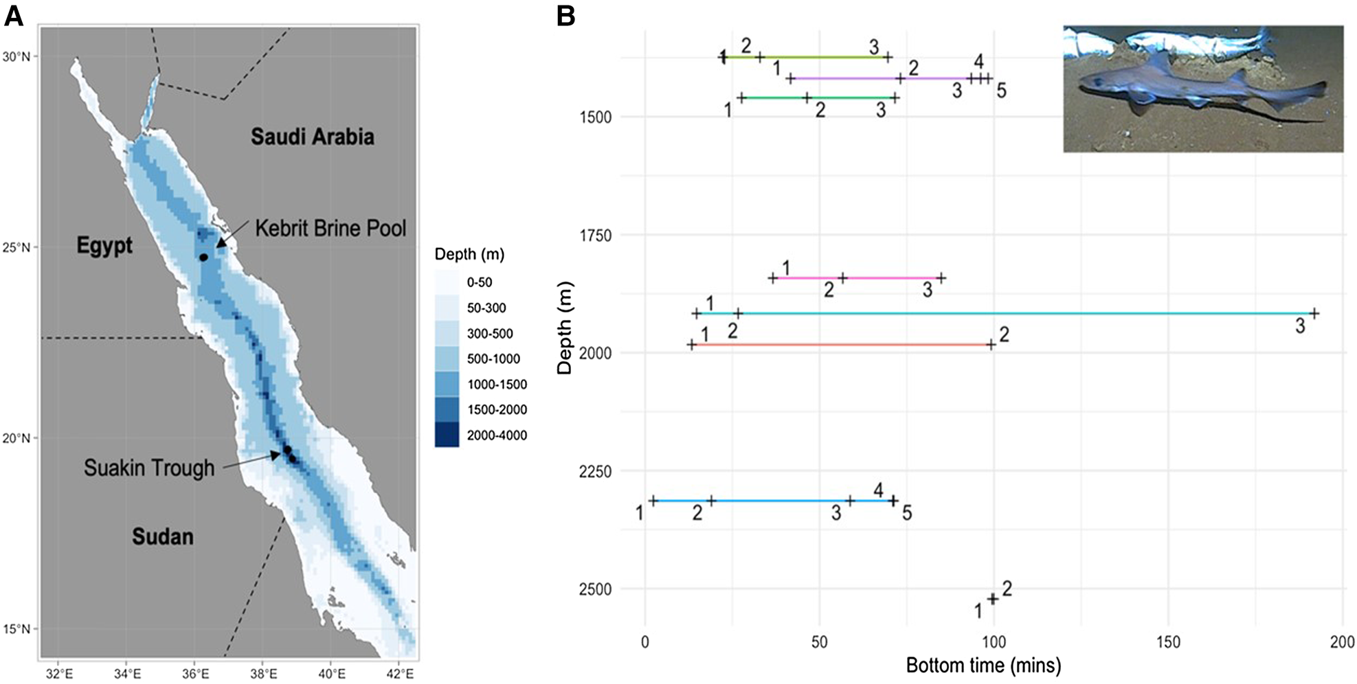 Depth distribution of the bigeye hound shark Iago omanensis and other ...