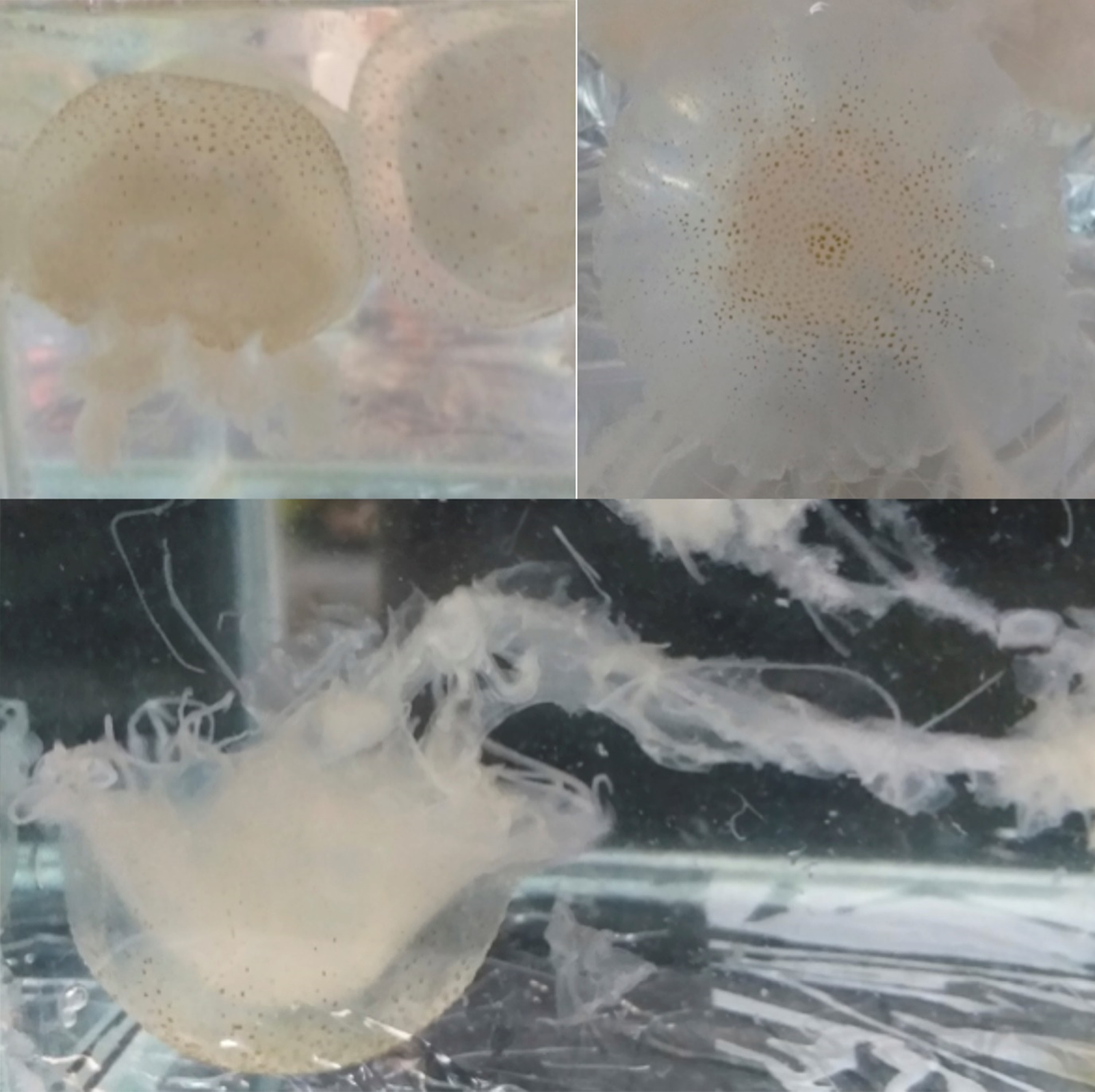 First jellyfish records for Qatar and further notes on Scyphomedusae ...