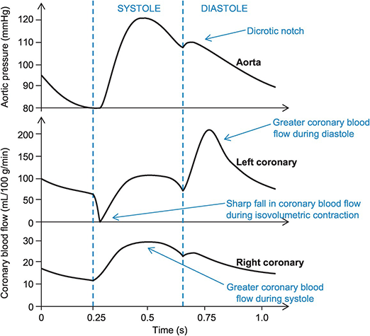 Coronary Circulation Flow Chart