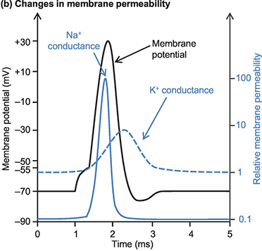 Nerve Action Potential Diagram