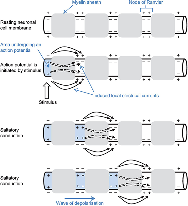 Action Potential Propagation In Myelinated And Unmyelinated Neurons