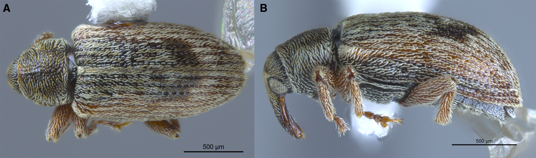 A review of Ellescus (Coleoptera: Curculionidae) in North America: new ...