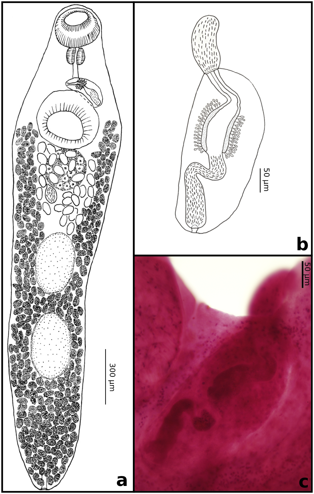 Morphological and molecular evidence for the recognition of ...