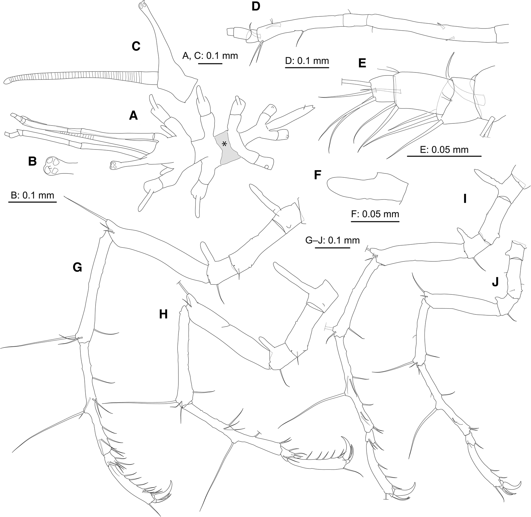 New sea spider species (Pycnogonida: Austrodecidae) from a submarine ...