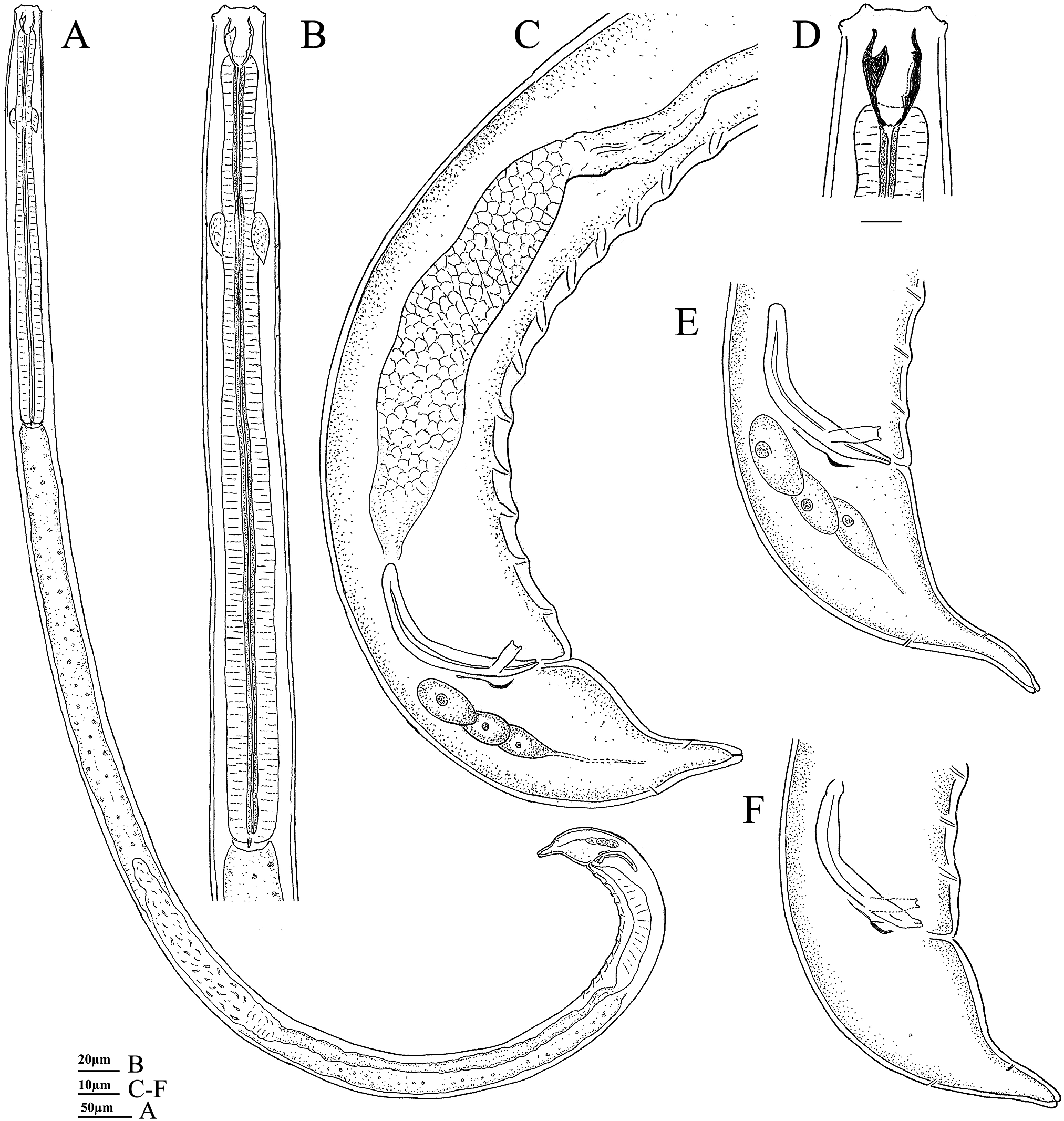 Description of Paramylonchulus iranicus sp. n. (Nematoda: Mononchida ...