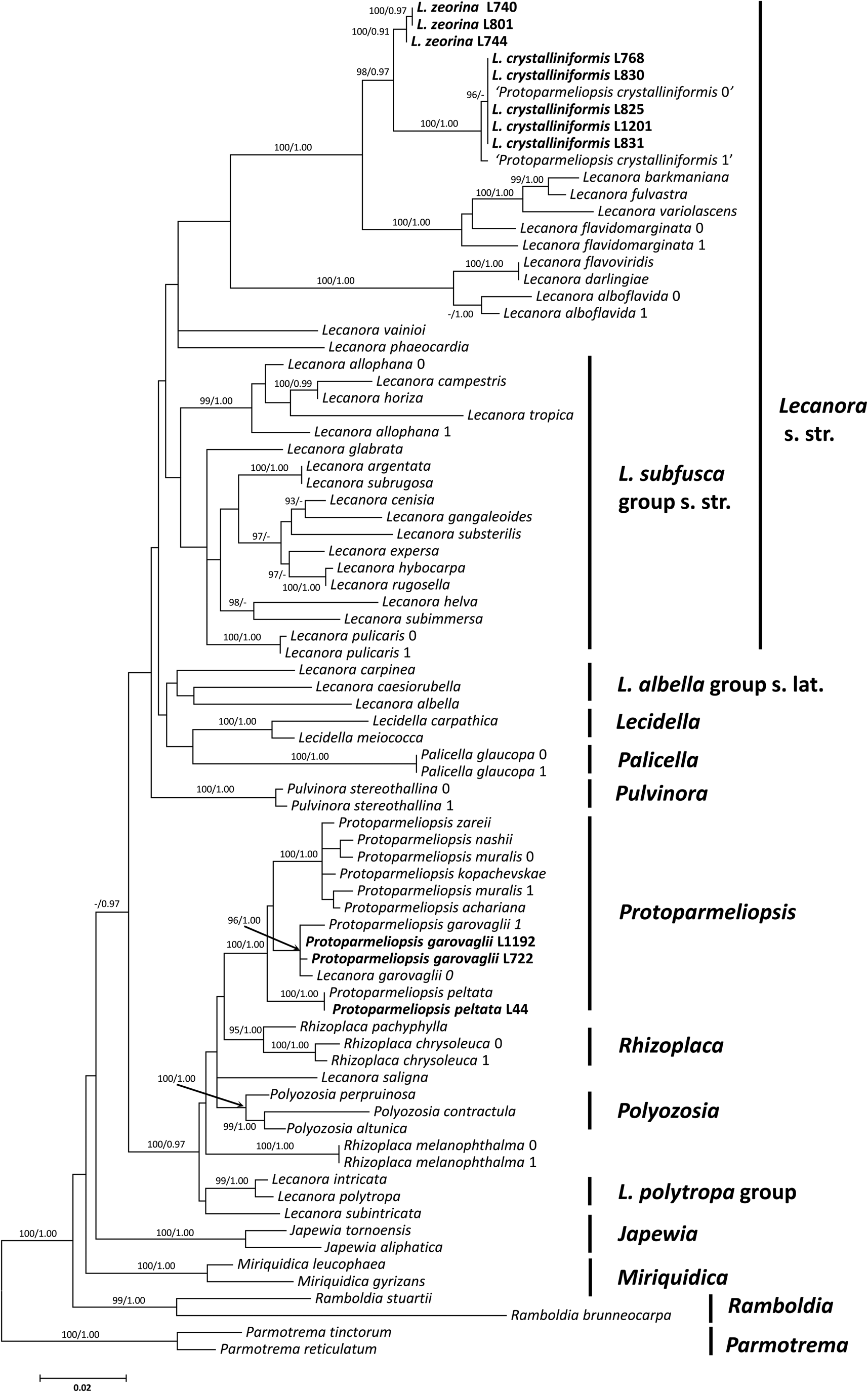 A new species and new combination of Lecanora s. str. (Lecanoraceae ...