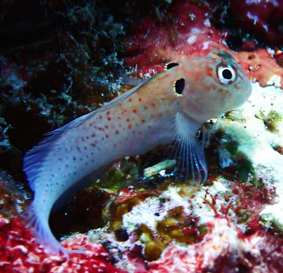 New geographical records of 15 reef fish species from Lakshadweep ...