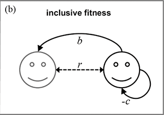 Inclusive Fitness and Kin Selection