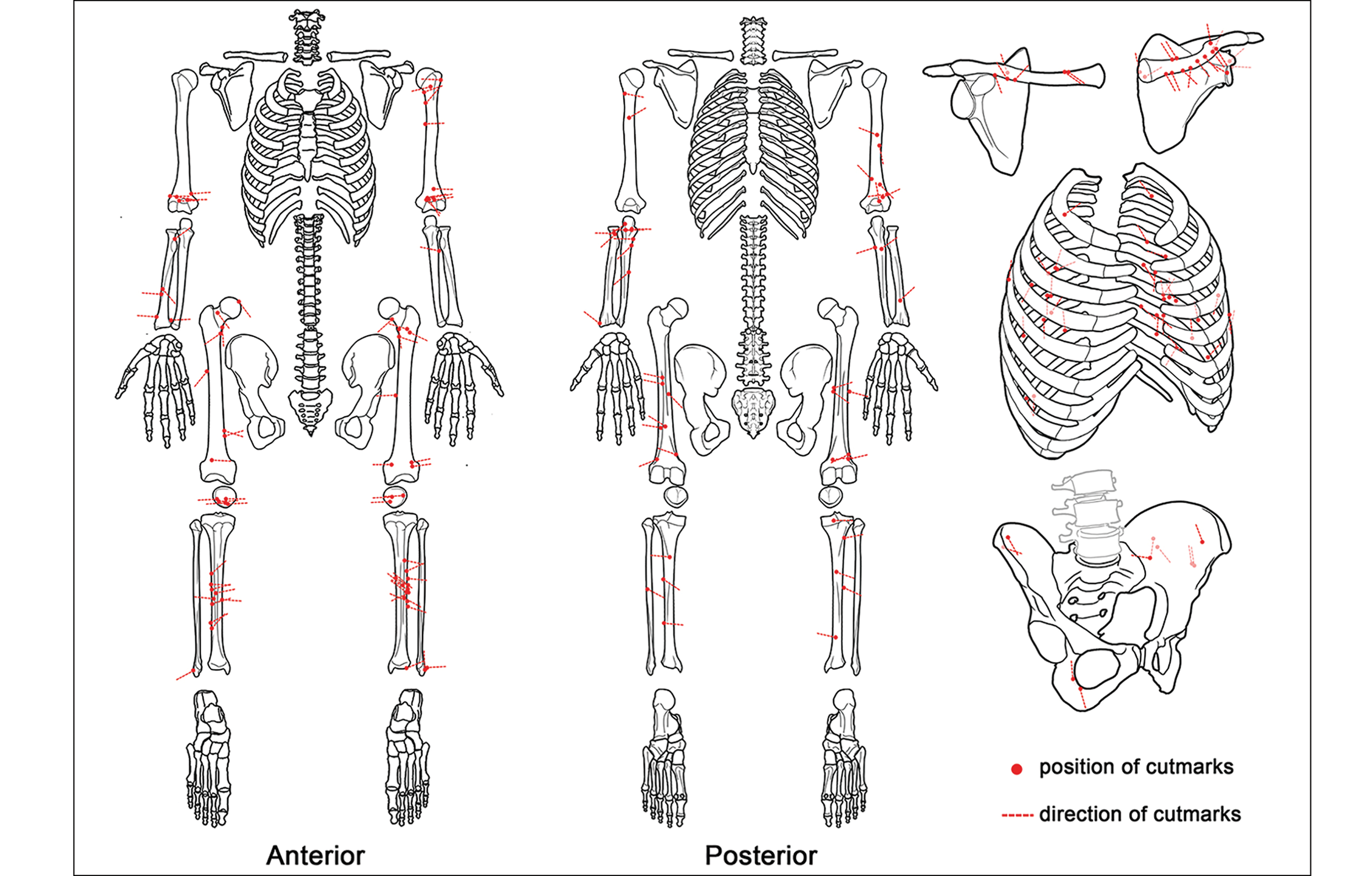 Disarticulation, evisceration and excarnation: Neolithic mortuary ...