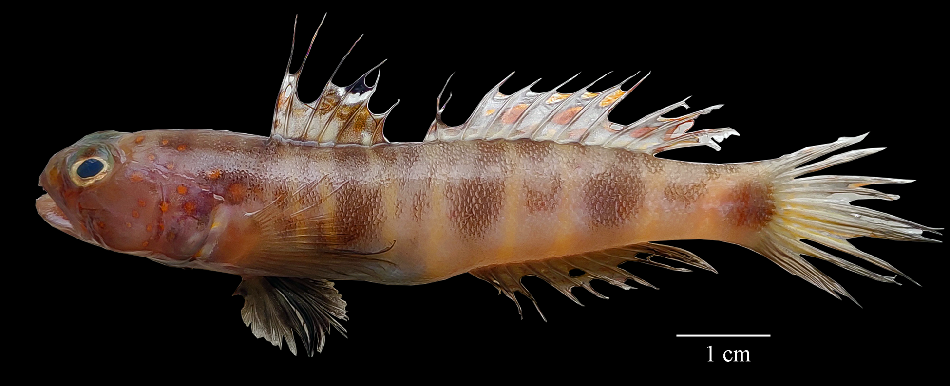 A record of the ocellated shrimp goby, Tomiyamichthys russus (Cantor ...