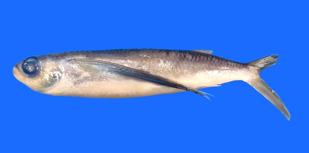 First reports of White-finned flying fish, Cheilopogon arcticeps ...