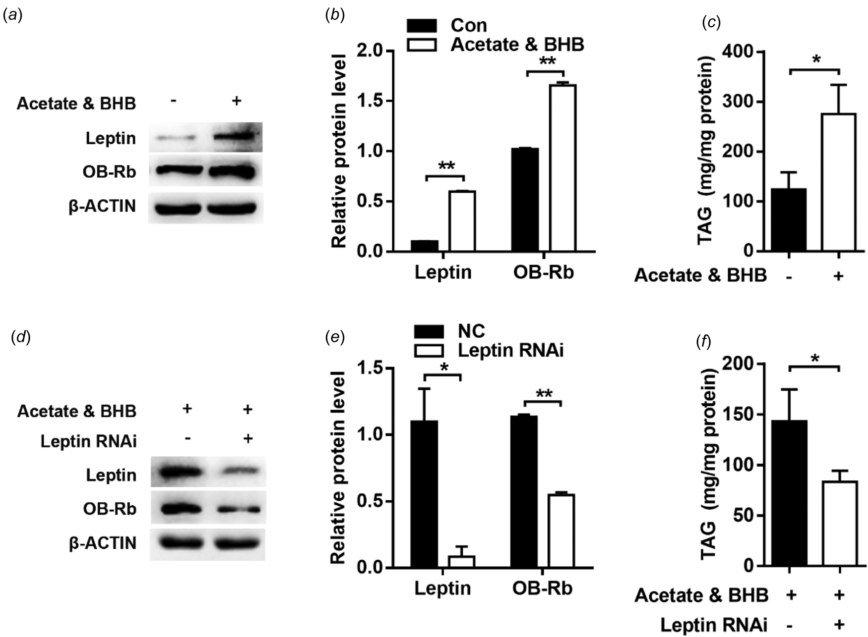 Leptin signaling promotes milk fat synthesis via PI3K/AKT/mTOR/SREBP1 ...