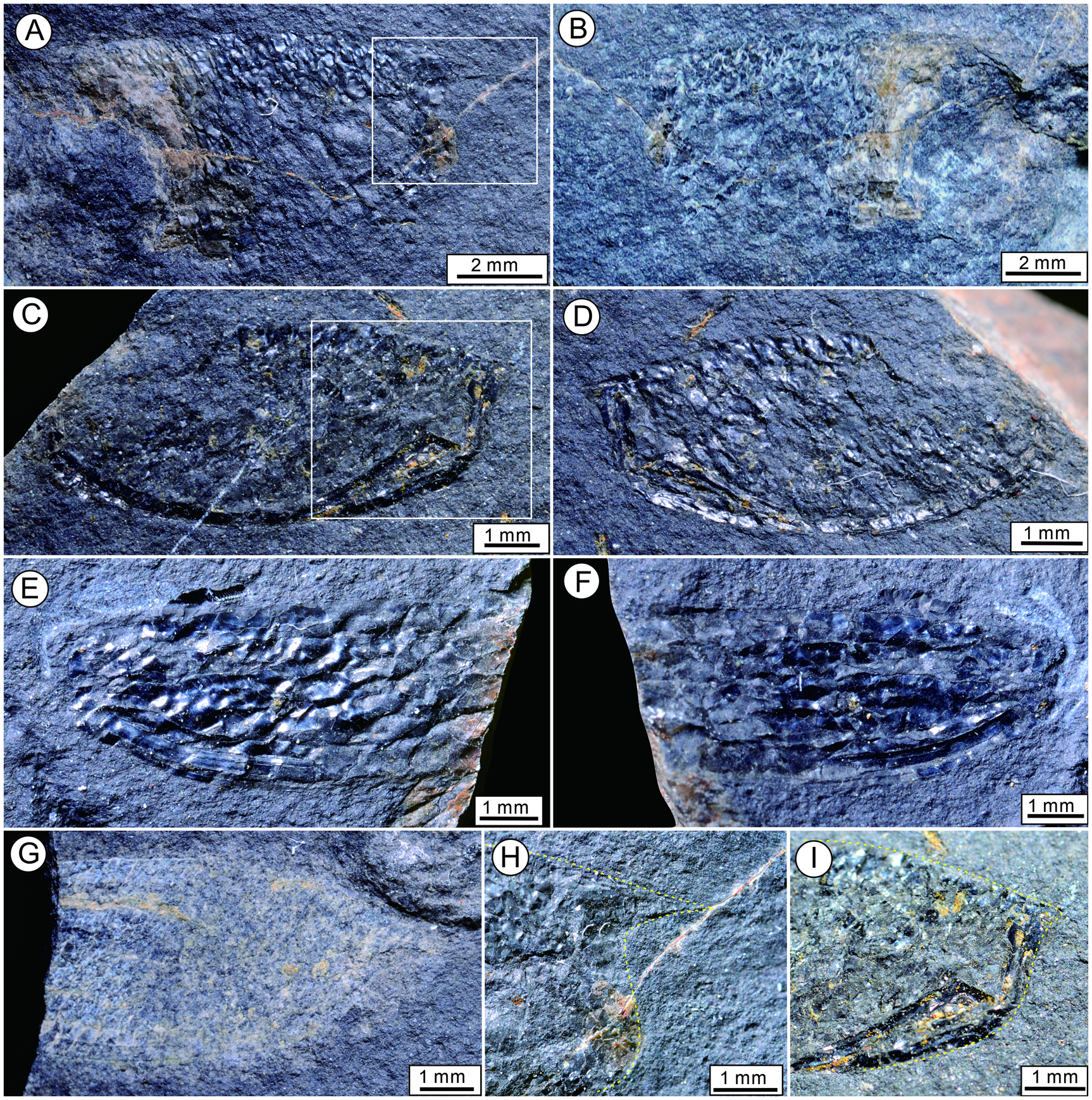 Ultrastructural evidence shows adaptation to a pelagic lifestyle in ...