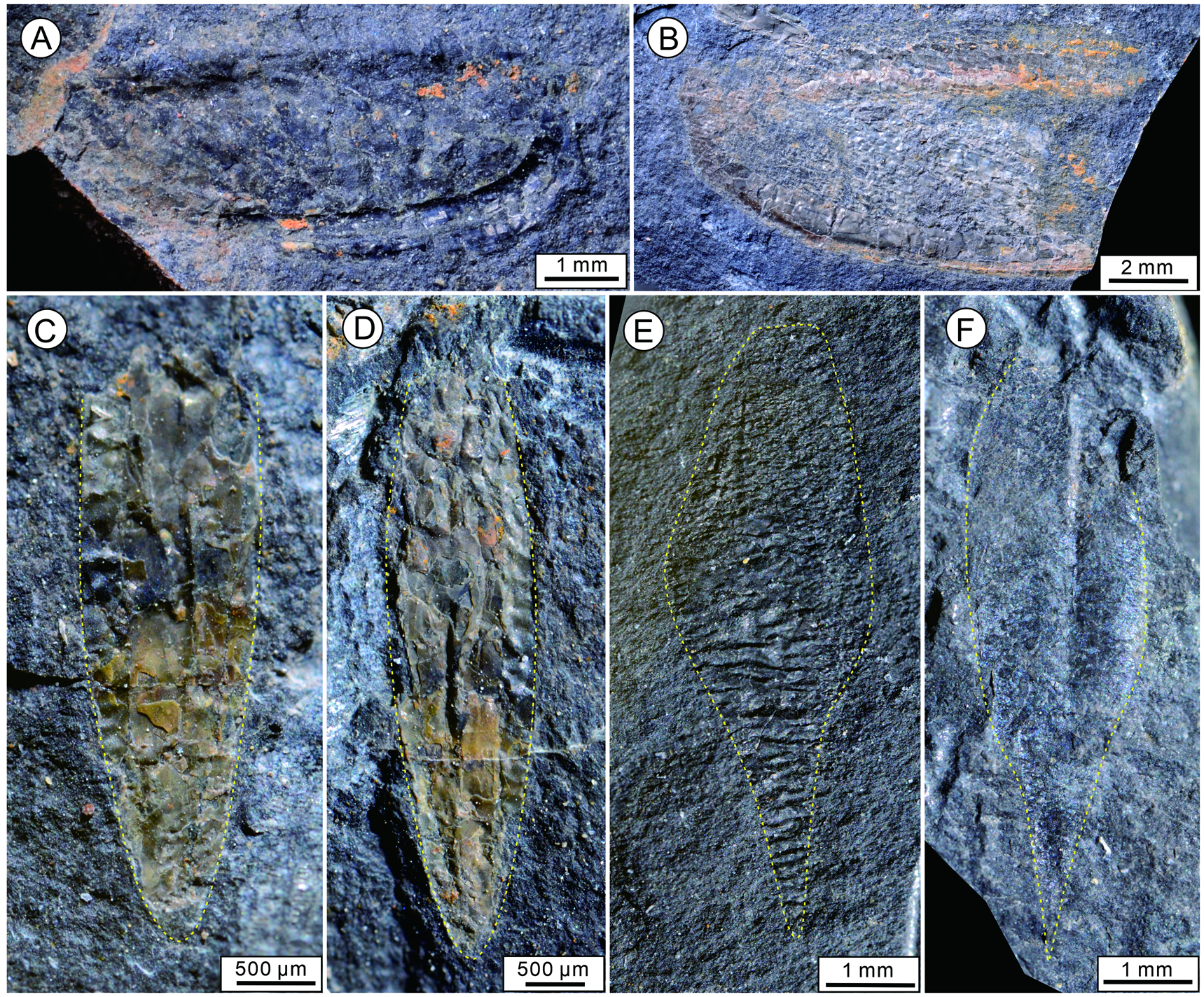 Ultrastructural evidence shows adaptation to a pelagic lifestyle in ...