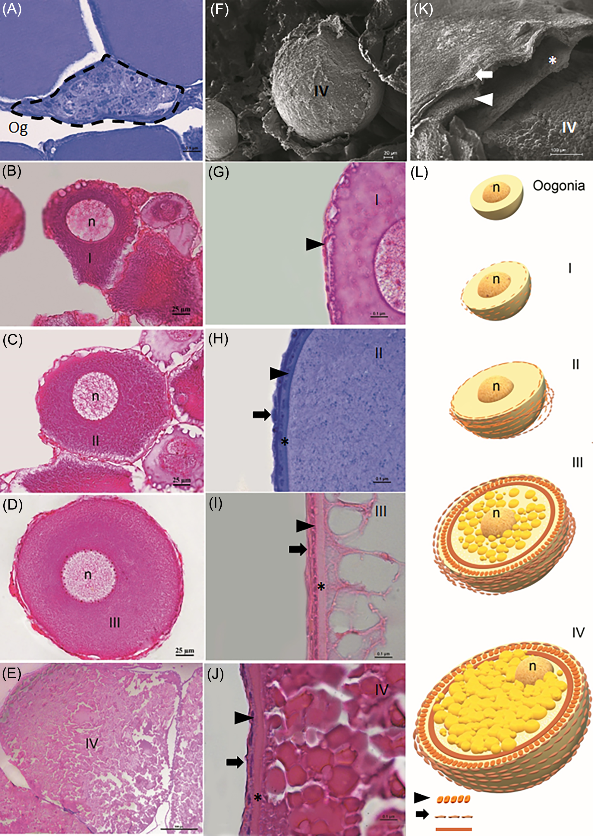 Ovarian structure and oogenesis in King Tiger Pleco, L333, Hypancistrus ...