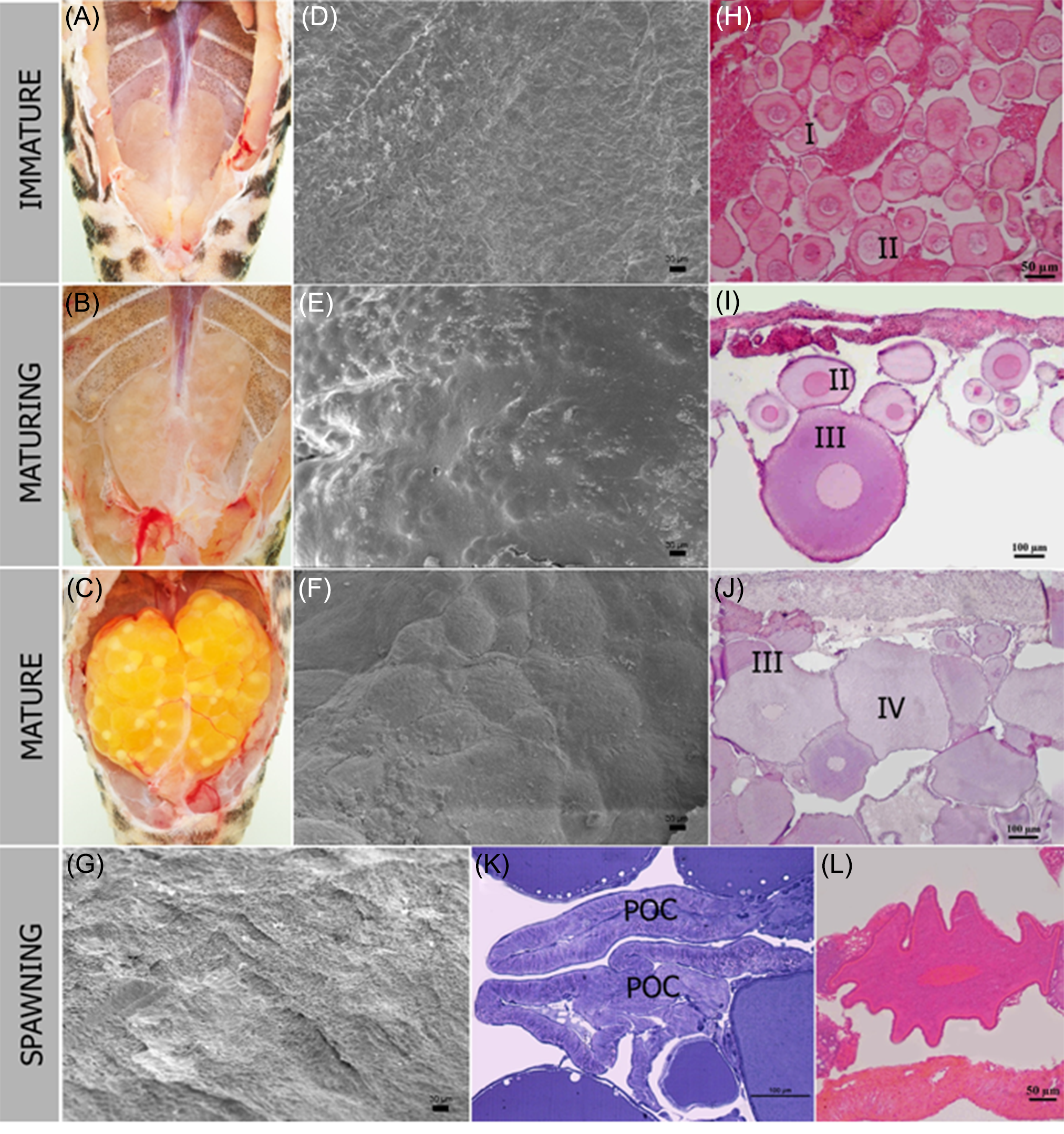 Ovarian structure and oogenesis in King Tiger Pleco, L333, Hypancistrus ...