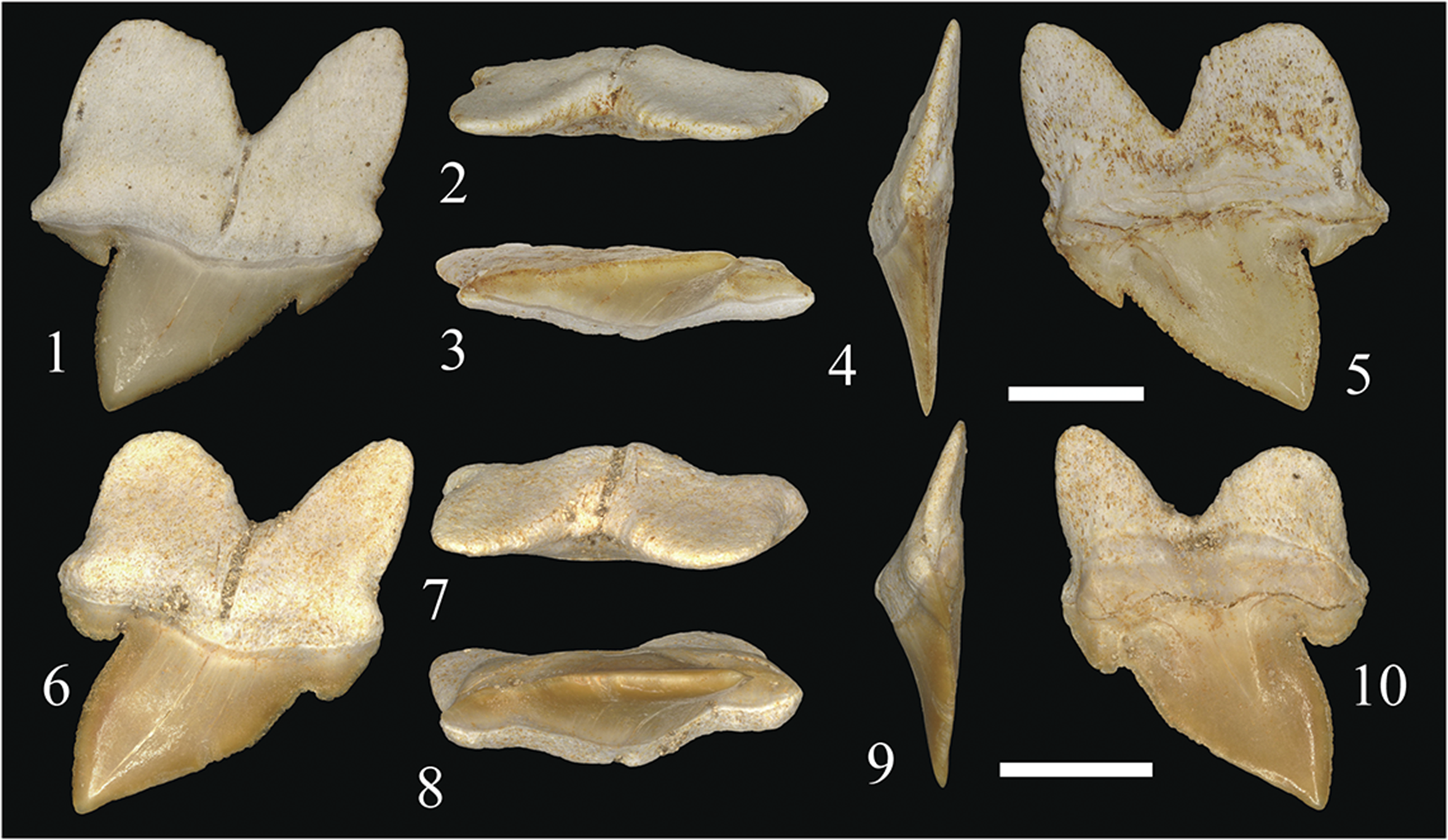 Pseudocorax (Chondrichthyes, Lamniformes, Pseudocoracidae) in the Upper ...