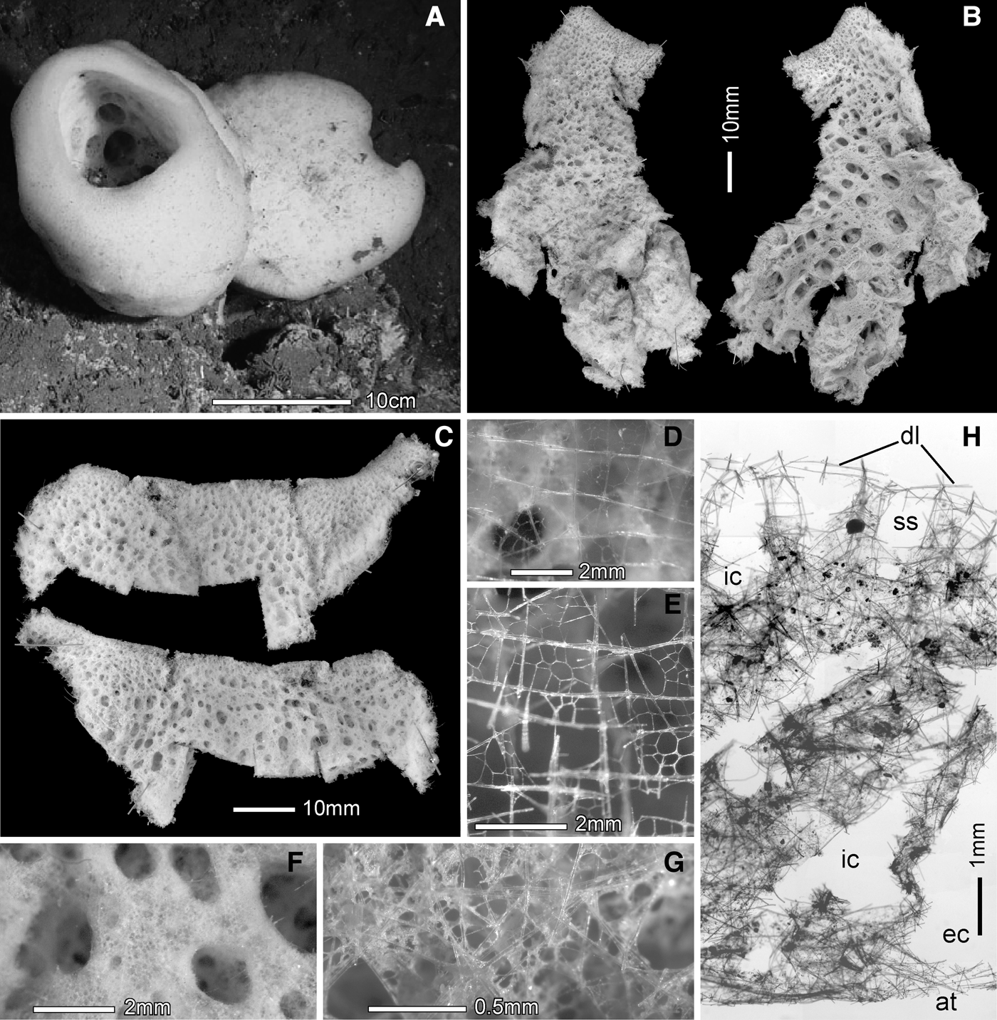 Six new species of glass sponges (Porifera: Hexactinellida) from the ...