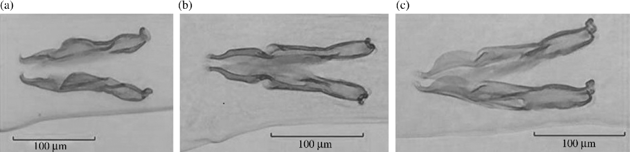 Species-specific PCR for the identification of Cooperia curticei ...