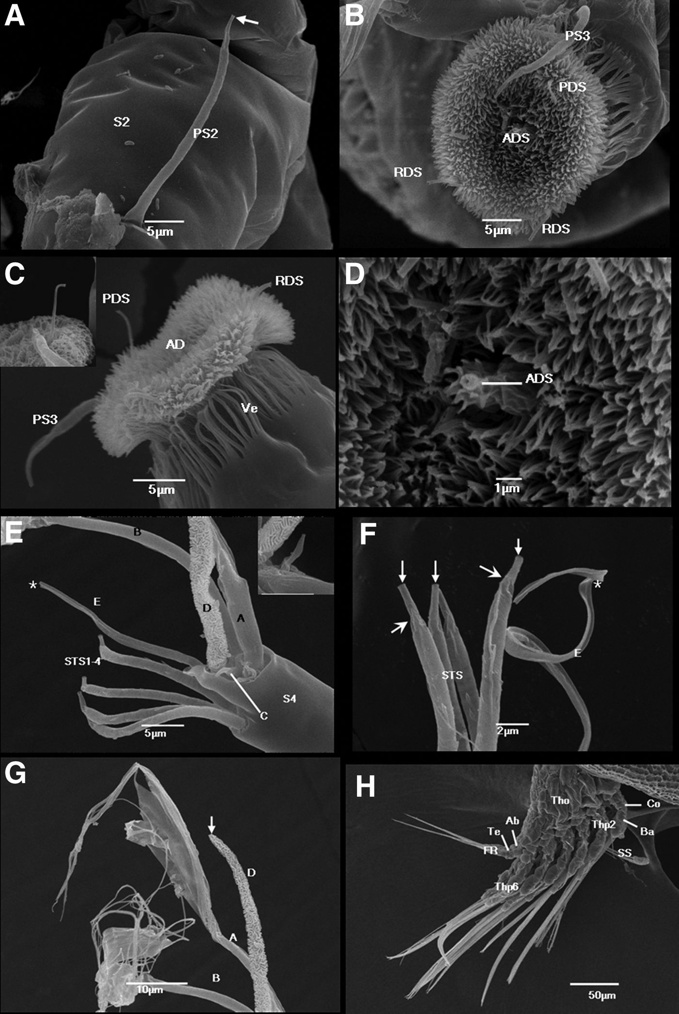 Scanning electron microscopy of the cypris larvae of Capitulum mitella ...