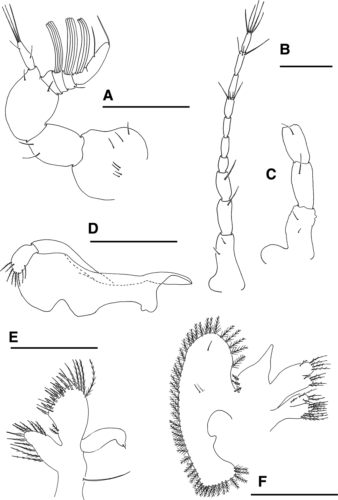 Larval morphology of the family Parthenopidae, with the description of ...