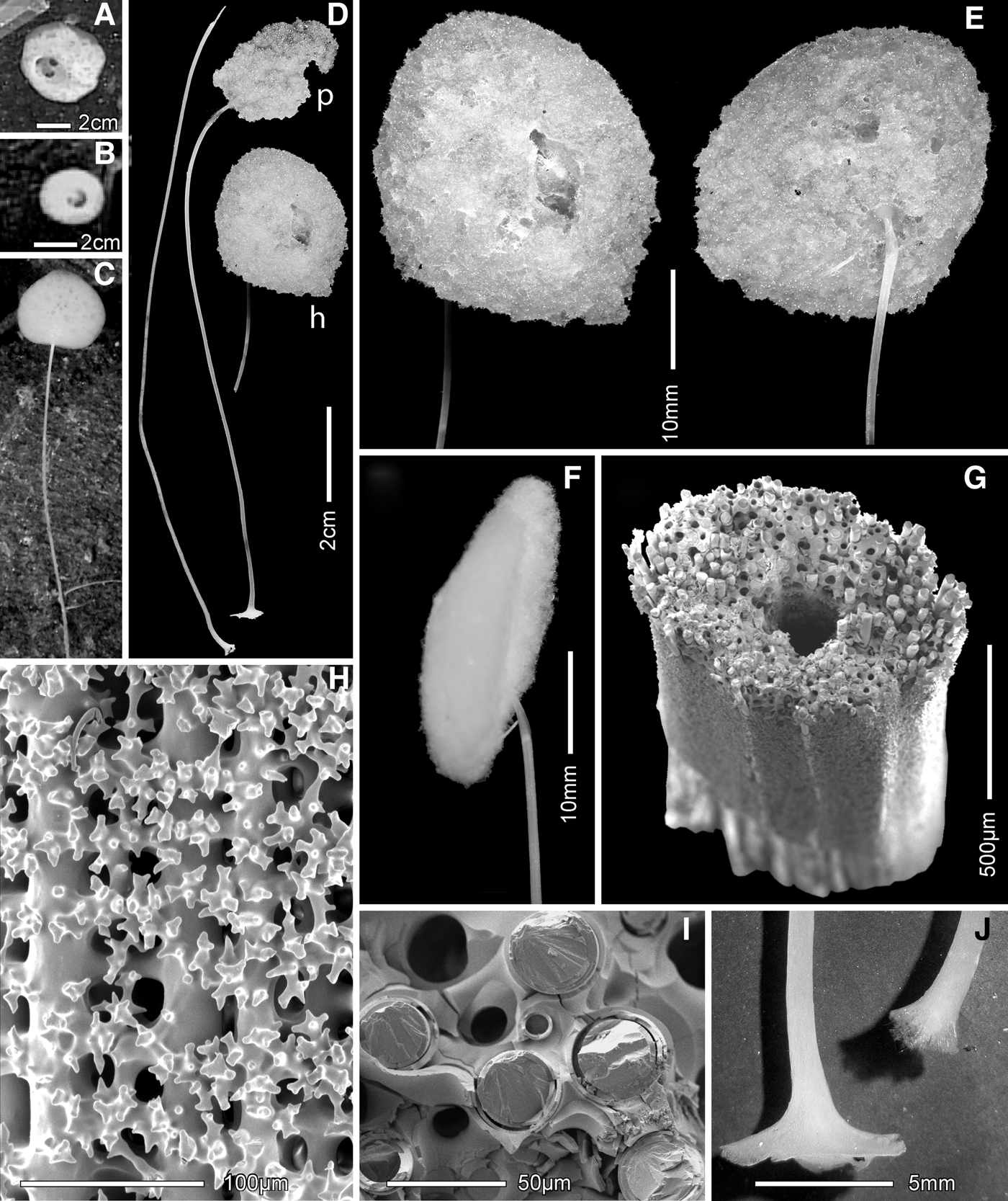 Six new species of glass sponges (Porifera: Hexactinellida) from the ...