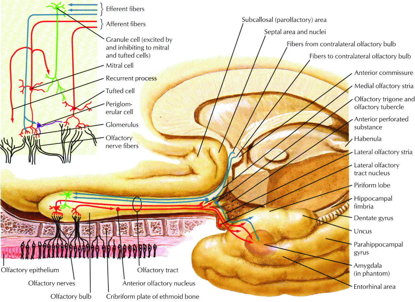 Olfactory Cells Diagram